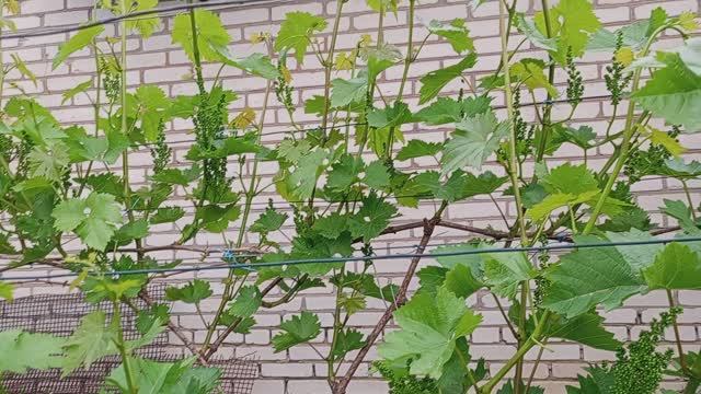 обработка винограда от болезней и филоксеры