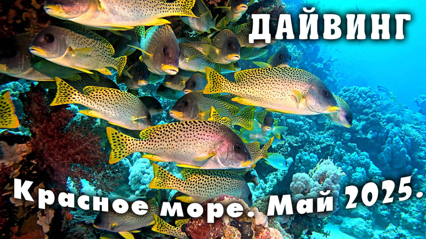 Дайвинг. Красное море май 2025.