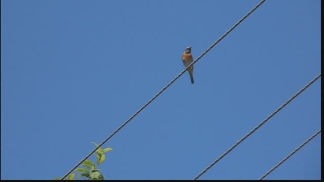 Был месяц май...