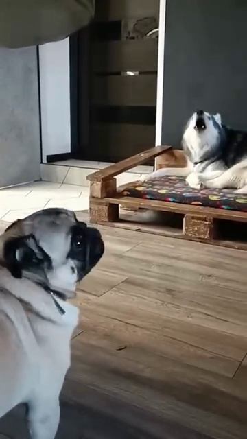 Услуги по выгулу и передержке домашних животных!