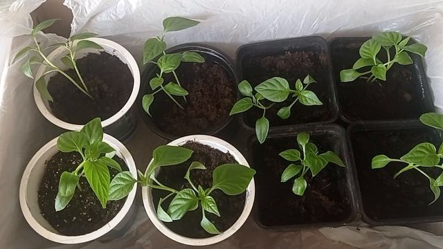 🫑Пикируем сладкий перец🫑Рассада перца в домашних условиях🫑Огород на подоконнике🫑