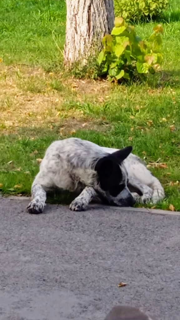 Преданные, но добрые душой! В мире брошенных  животных