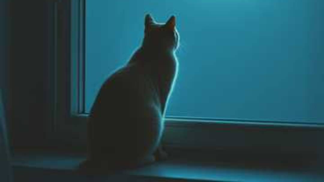 Кошка ждёт дома хозяина