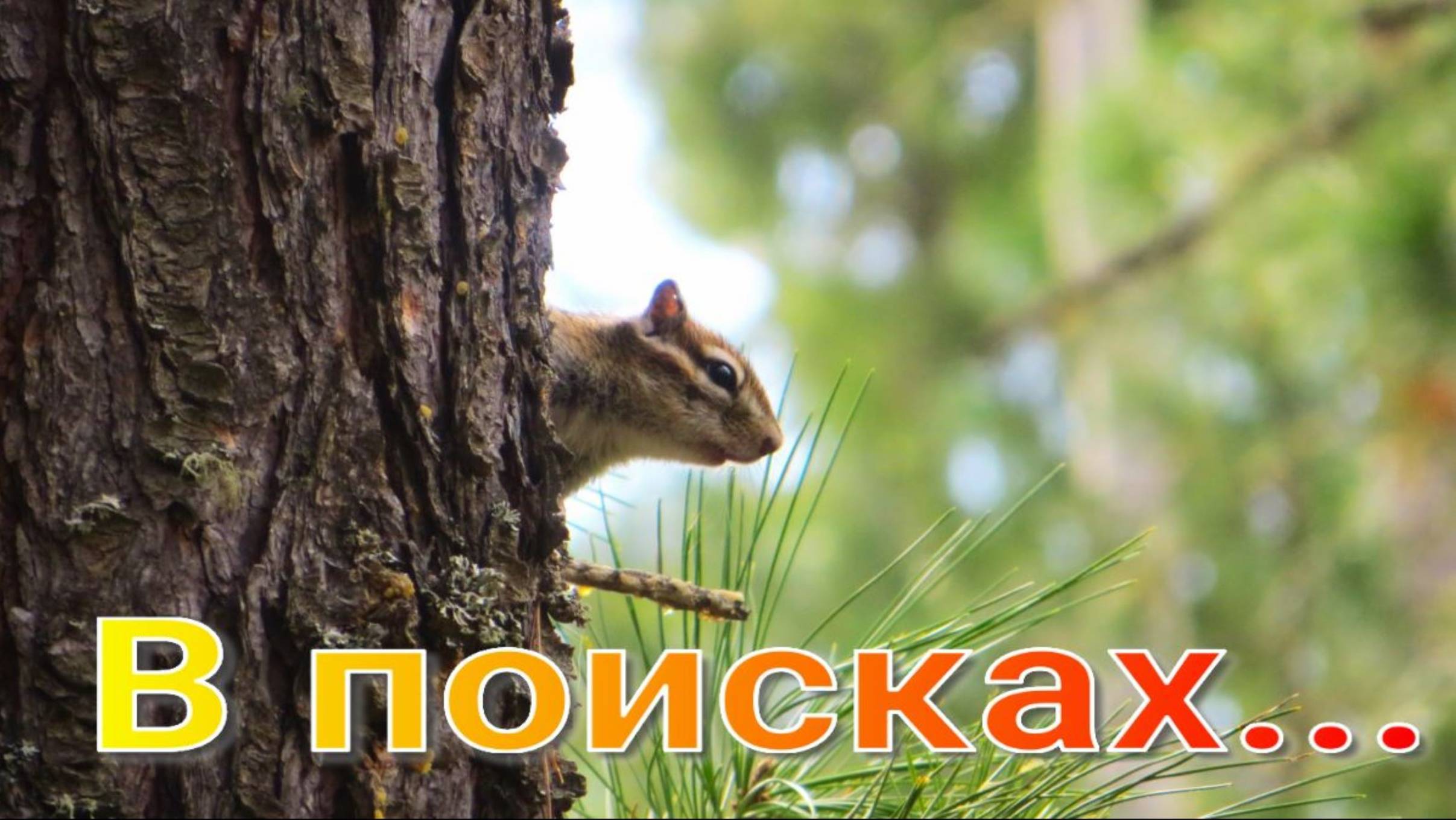 Несколько дней по тайге в поисках медведя потерял собак их остановила река марафон по горельнику