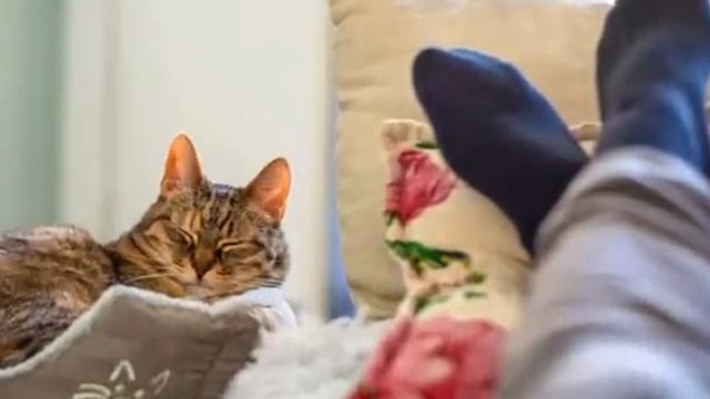 ... Как Кошка выбирает с кем спать....