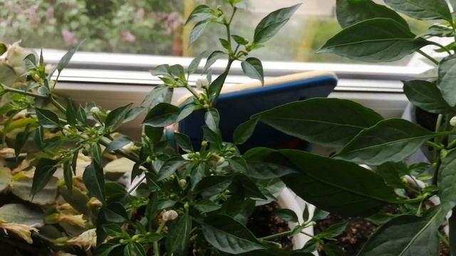 30-05-2025 Балконный перец в горшке 🌶️🌶️🤔