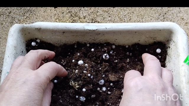 Сажаем листья фиалок и ждем деток // Размножение фиалок