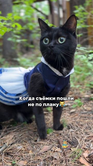 Минута славы😹 #кошка #юмор #смешныекошки