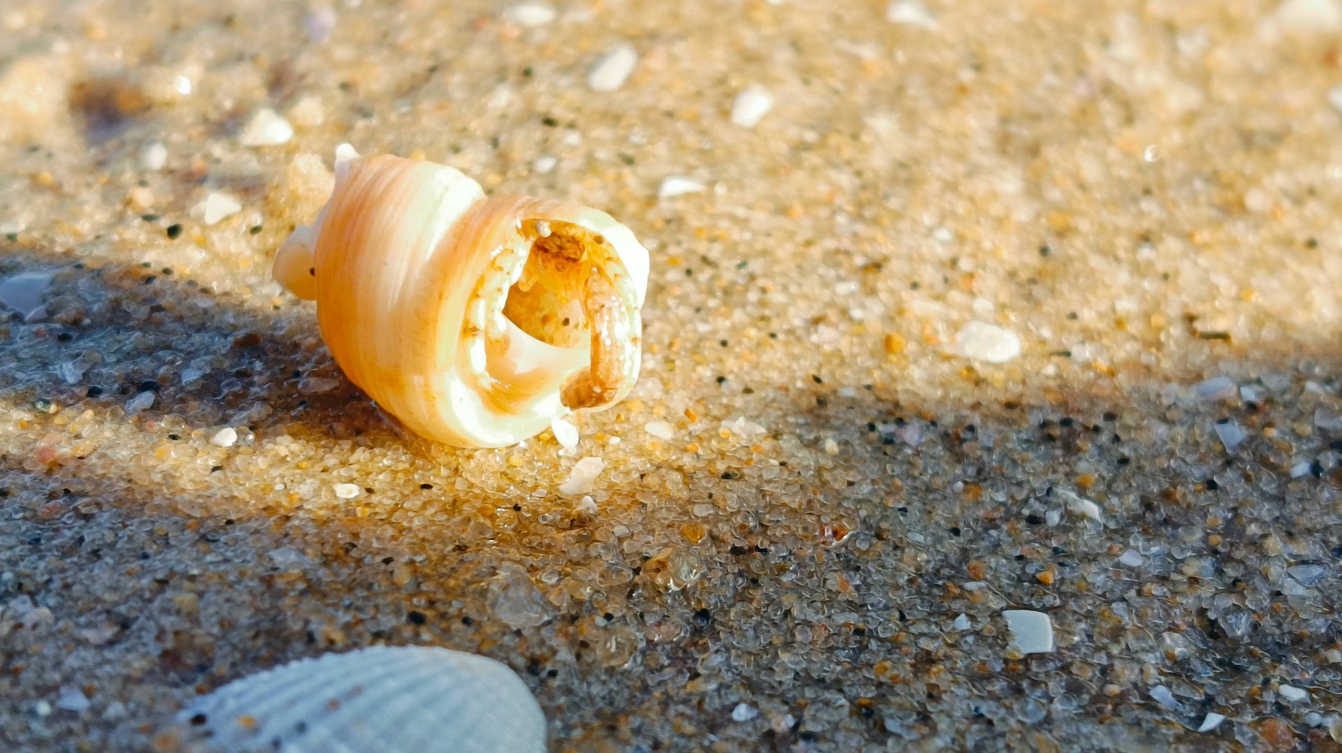 Удивительная жизнь "Рака-отшельника"