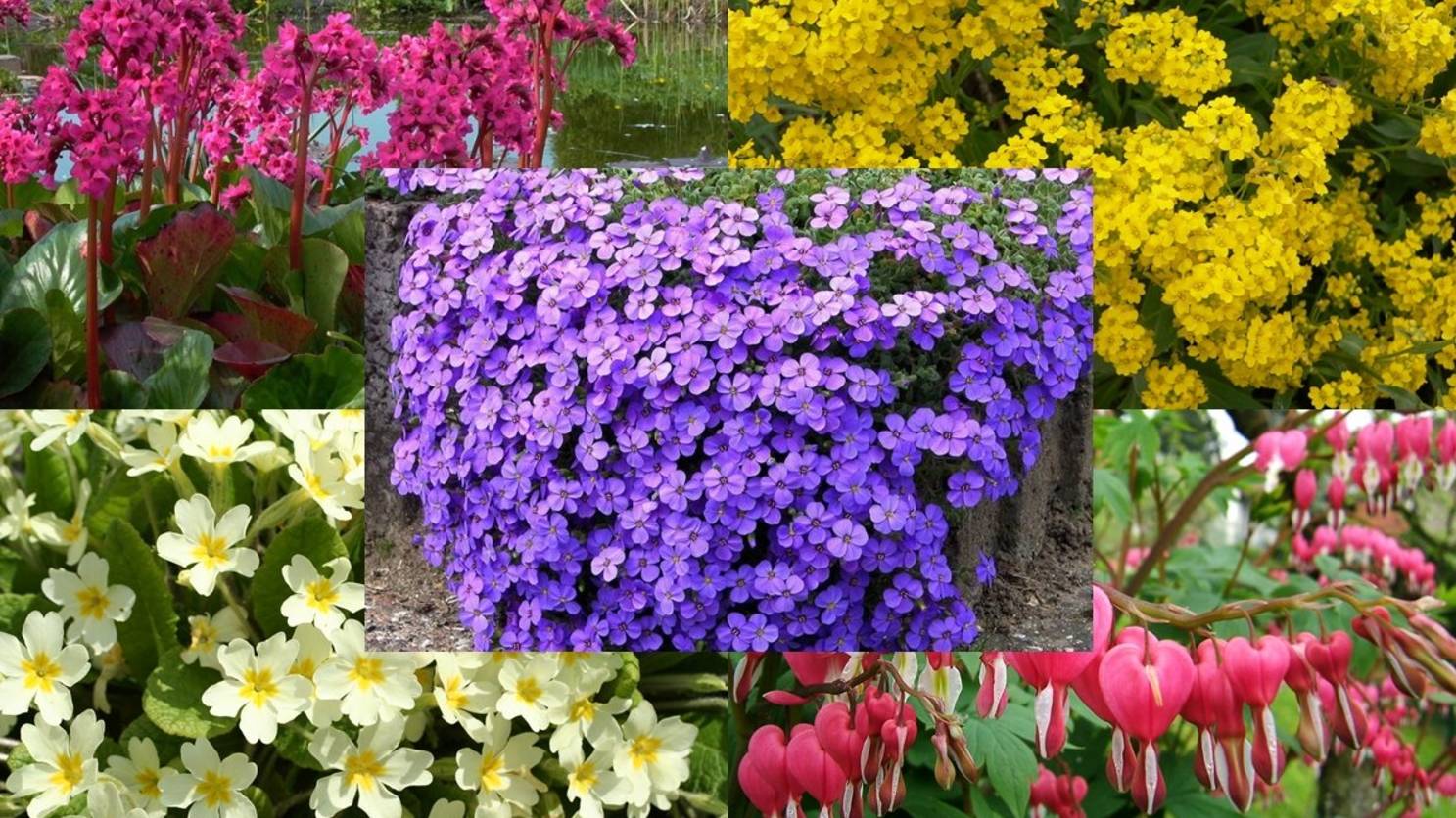 🎥 Садовые цветы: где и как высаживать, чтобы цвели пышно и долго