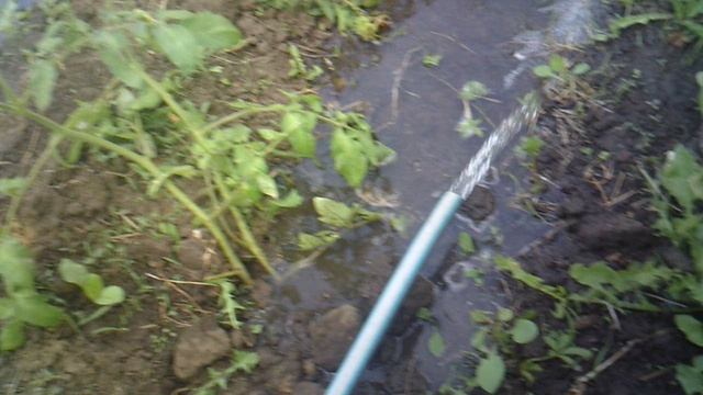 Полив и прополка маминых томатов