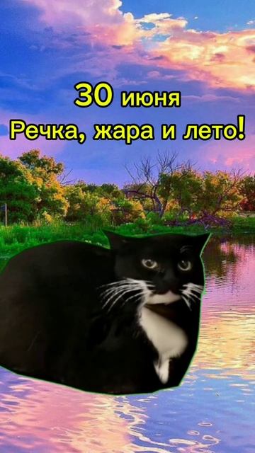 Лето каждого человека #мемы #коты #мемныекоты #лето #каждоелетотакое