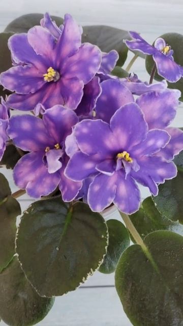 ЕК-Пиноккио. Сколько горошков?
Violet EK-Pinocchio. How many polka dots?