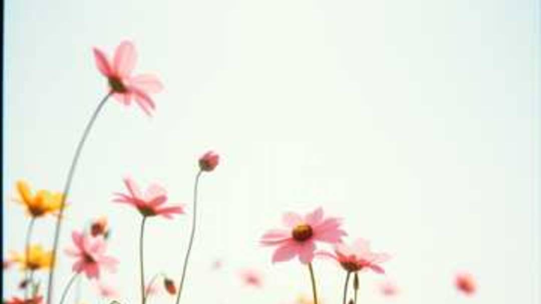 Счастье всем