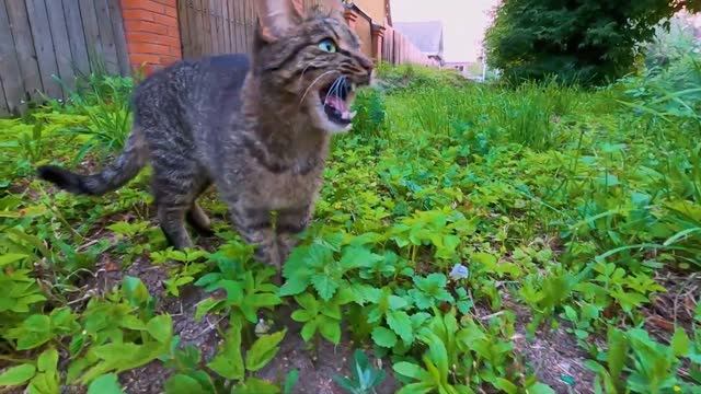 15 серия. Дед на скорости света | Сериал "Старики во Вселенной - 2023"