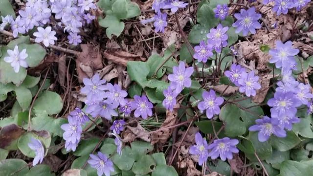 014. Посланники весны_ Власкина Мария