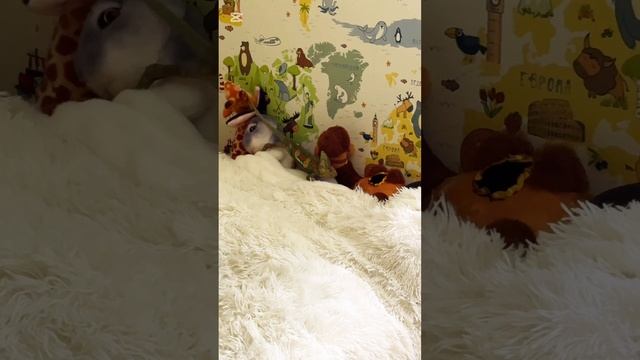 Хамелеон Геннадий гуляет