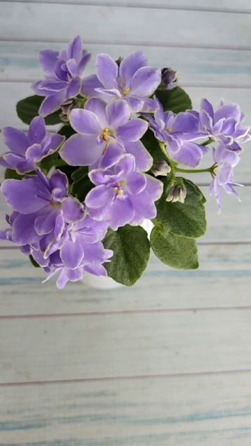 Очаровательная миниатюрная фиалка Glacier Bay ( S. Sorano) #фиалки #миниатюрныефиалки