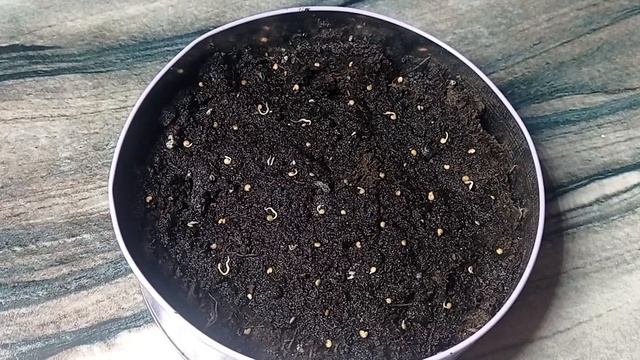 🍆Сеем баклажаны на рассаду🍆Огород на подоконнике🍆