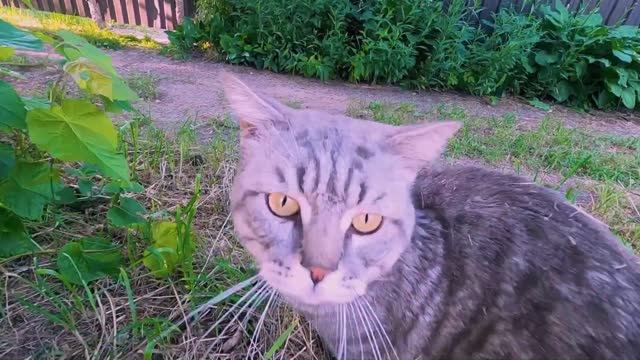 10 серия. Деда среди маленьких тигров | Сериал "Старики во Вселенной - 2023"