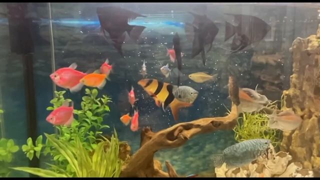 🐟Видео для релаксации🐠Релаксация перед аквариумом🐡Красивые аквариумные рыбки🐬