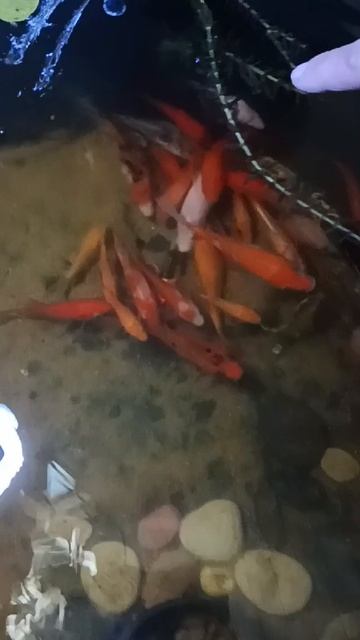 Рыбки перед выпуском