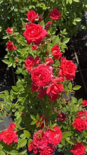 Роза полиантовая Orange Fairy