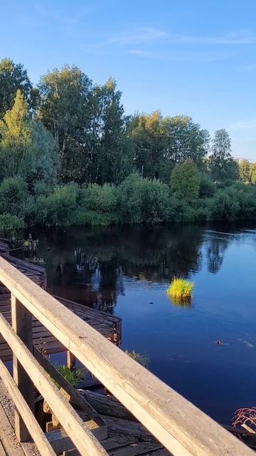 Карелия 2024. Олонец. Городской парк. Июль 2024г (Часть 2)