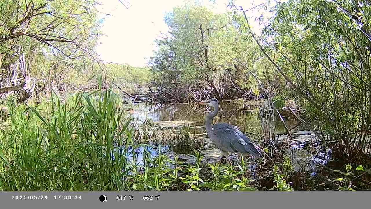 ПЕРВЫЕ КАДРЫ С ФОТОЛОВУШКИ 2025!!!