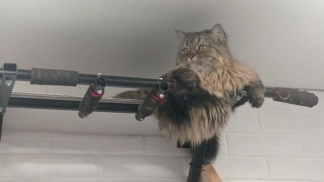 🐱Самый шикарный кот Маркус🐱Привет из Хакасии🐱Кот на турнике🐱