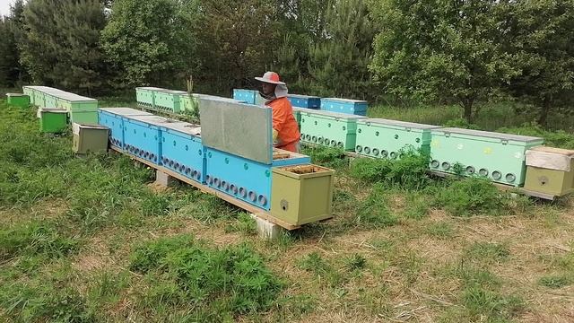 Пересаживаю пчёл на своей пасеке, перевожу на пасеку клиента и пересаживаю в ульи Владимирские