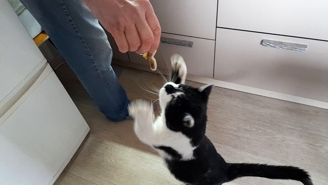 20250530_150539 У кота Мити на обед будет рыбка