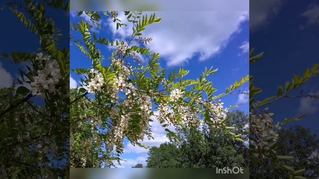 Акация. Стихотворение Ольги Соковой