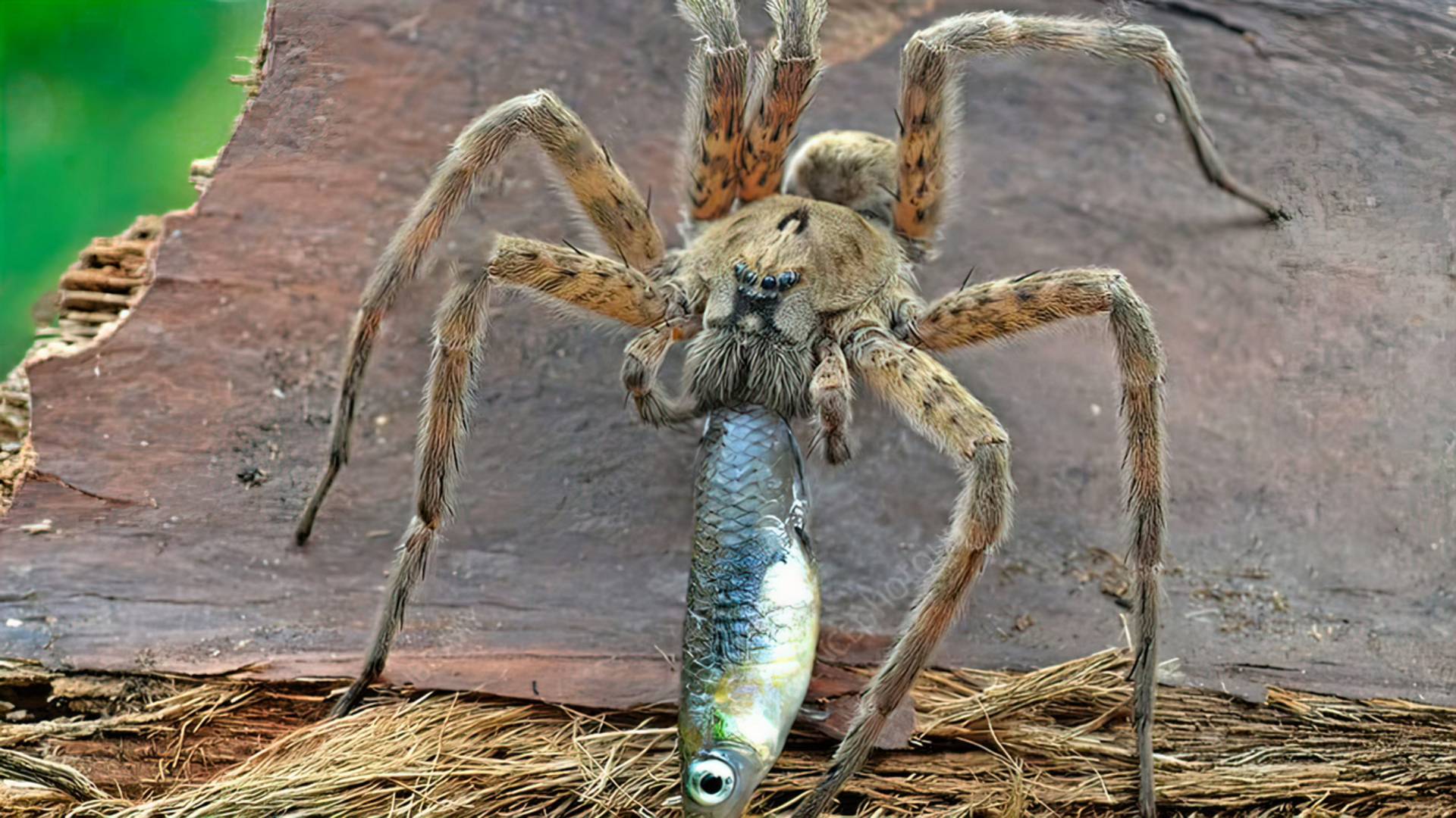 Сбой в природе. Самые странные, а порой безумные поступки животных.