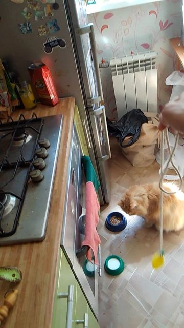 Рыжик с лимонной бутылочкой