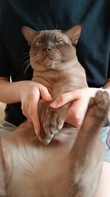 Танец кота  #бурма#