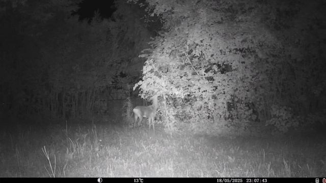 Рогачи у одного дерева.