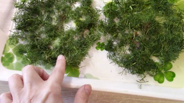 Нашла способ КАК СУШИТЬ УКРОП чтобы он оставался зеленым