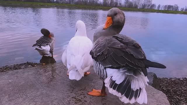 17 серия. Прости людей, Фердинанд | Сериал "Деды навсегда"