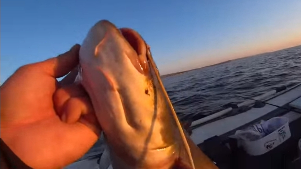 Ловля сома на квок