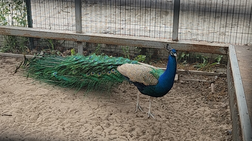 Павлин в зоопарке 2025 #зоопарк