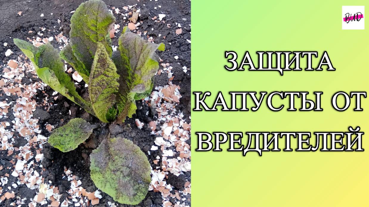 ЗАЩИТА КАПУСТЫ ОТ ВРЕДИТЕЛЕЙ. ЧЕМ ОБРАБОТАТЬ КАПУСТУ ОТ ВРЕДИТЕЛЕЙ БЕЗ ХИМИИ.