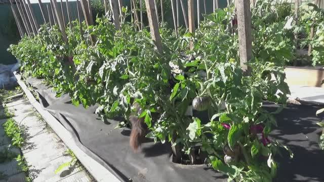 Как мои томаты пережили заморозки? Что замерзло?