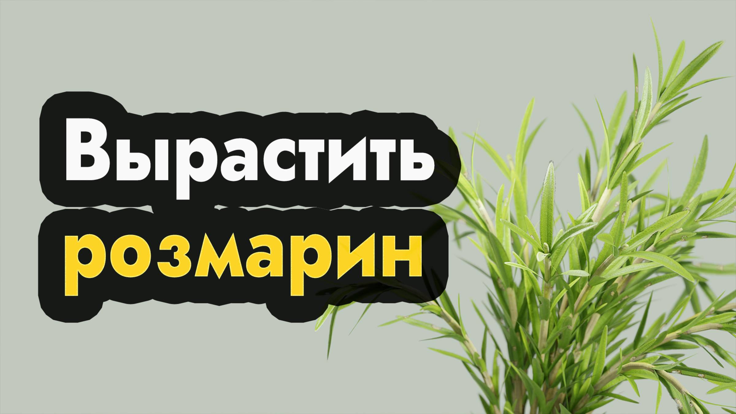 Как вырастить розмарин - выращивание розмарина в домашних условиях, уход и посадка в грунт