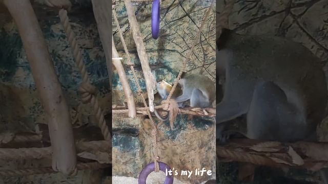 Смешные обезьянки🐒в контактном зоопарке,окунёмся в мир животных....