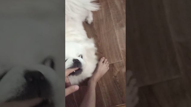 Обзор на моих собак