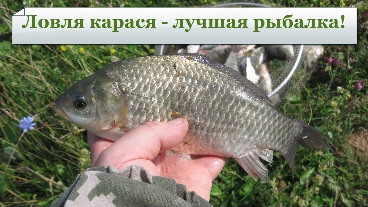 Ловля карася на маховую удочку