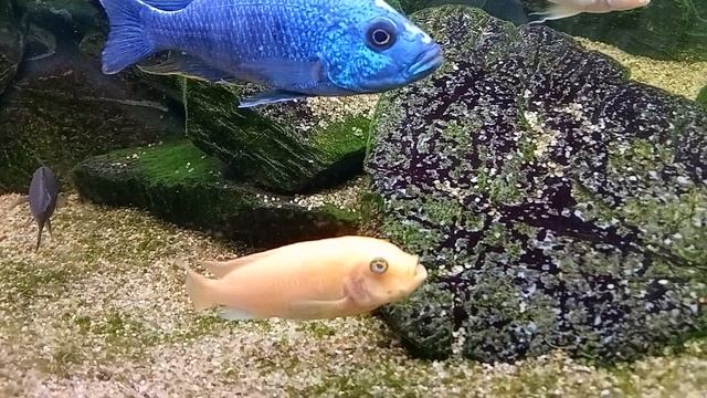 Московский зоопарк. Золотые рыбки стаей плавают в аквариуме вместе с красивыми фиолетовыми