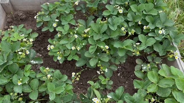 Чем подкормить клубнику для большого урожая…