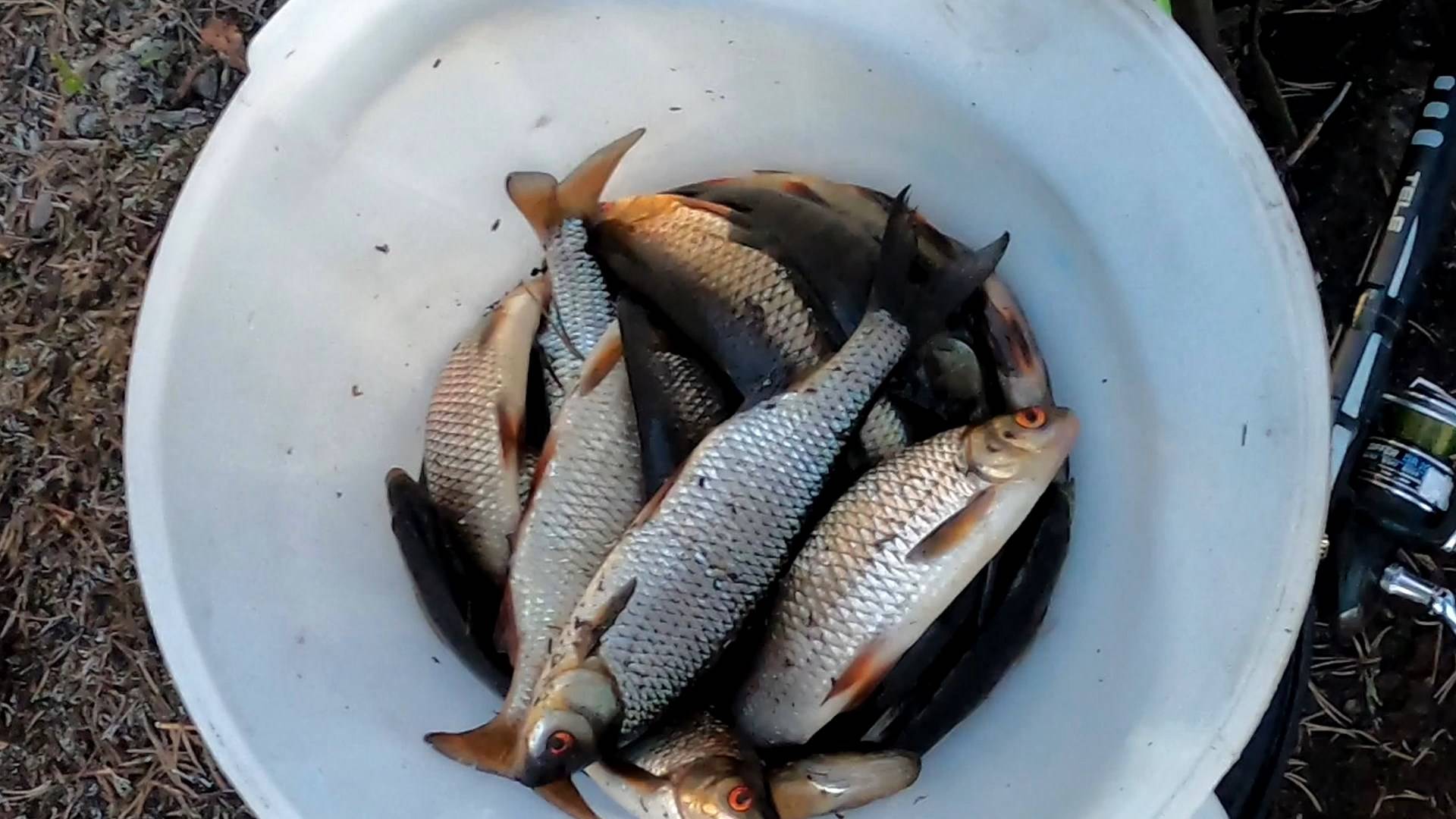 Рыбалка в Карелии. За плотвой (архив)